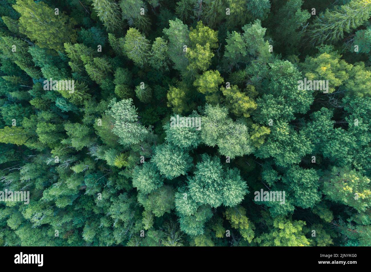Summer warm sun light forest aerial view Stock Photo - Alamy