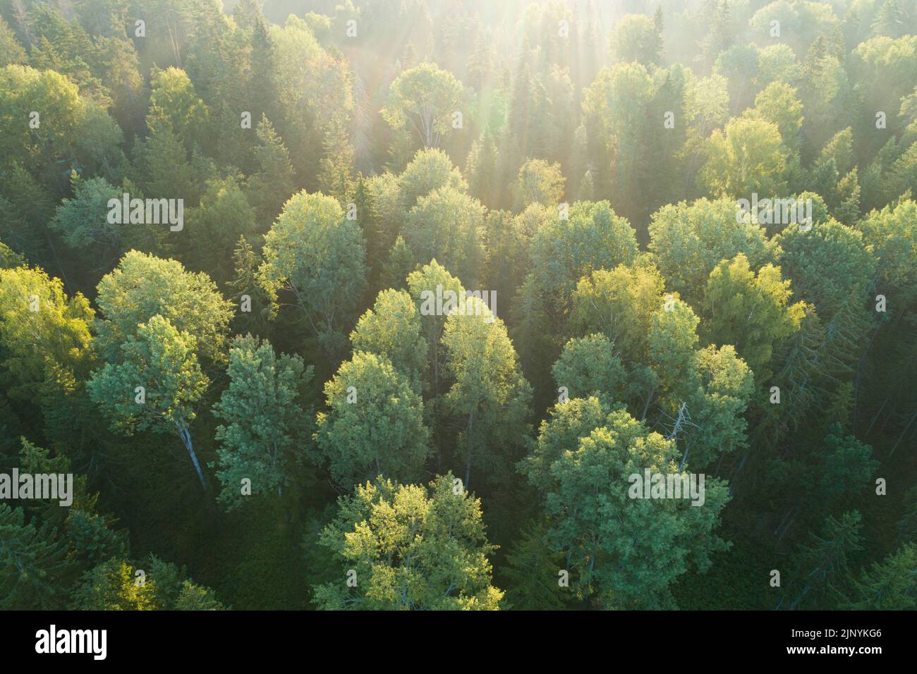 Summer warm sun light forest aerial view as summer background, view ...