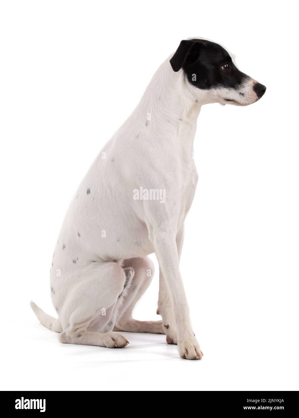 cute funny white dog with a black stain on one eye in a white ...