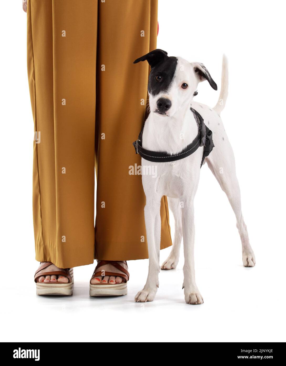 cute funny white dog with a black stain on one eye in a white ...