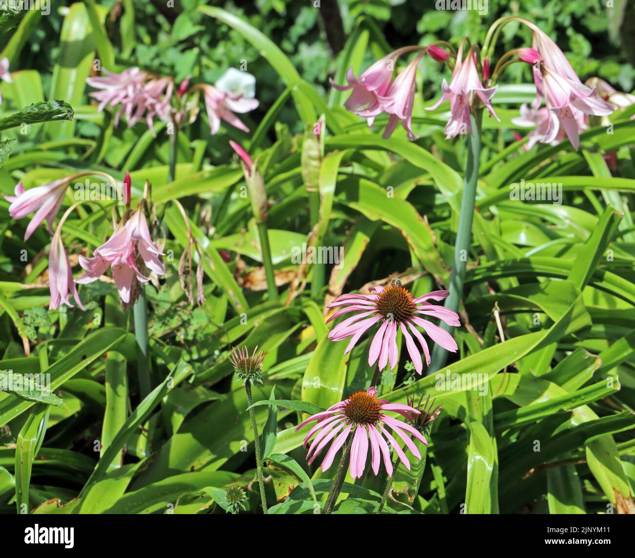 Exhinacea and other pink flowers at the herbaceous border, Castle ...
