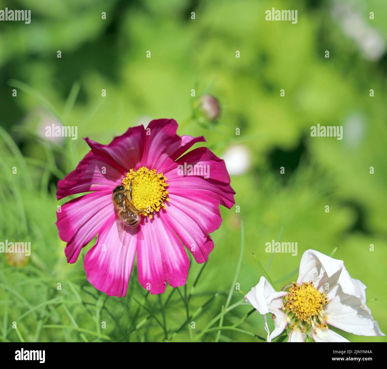 Pink flower with bee in herbaceous border. Castle grounds / Bute Park ...