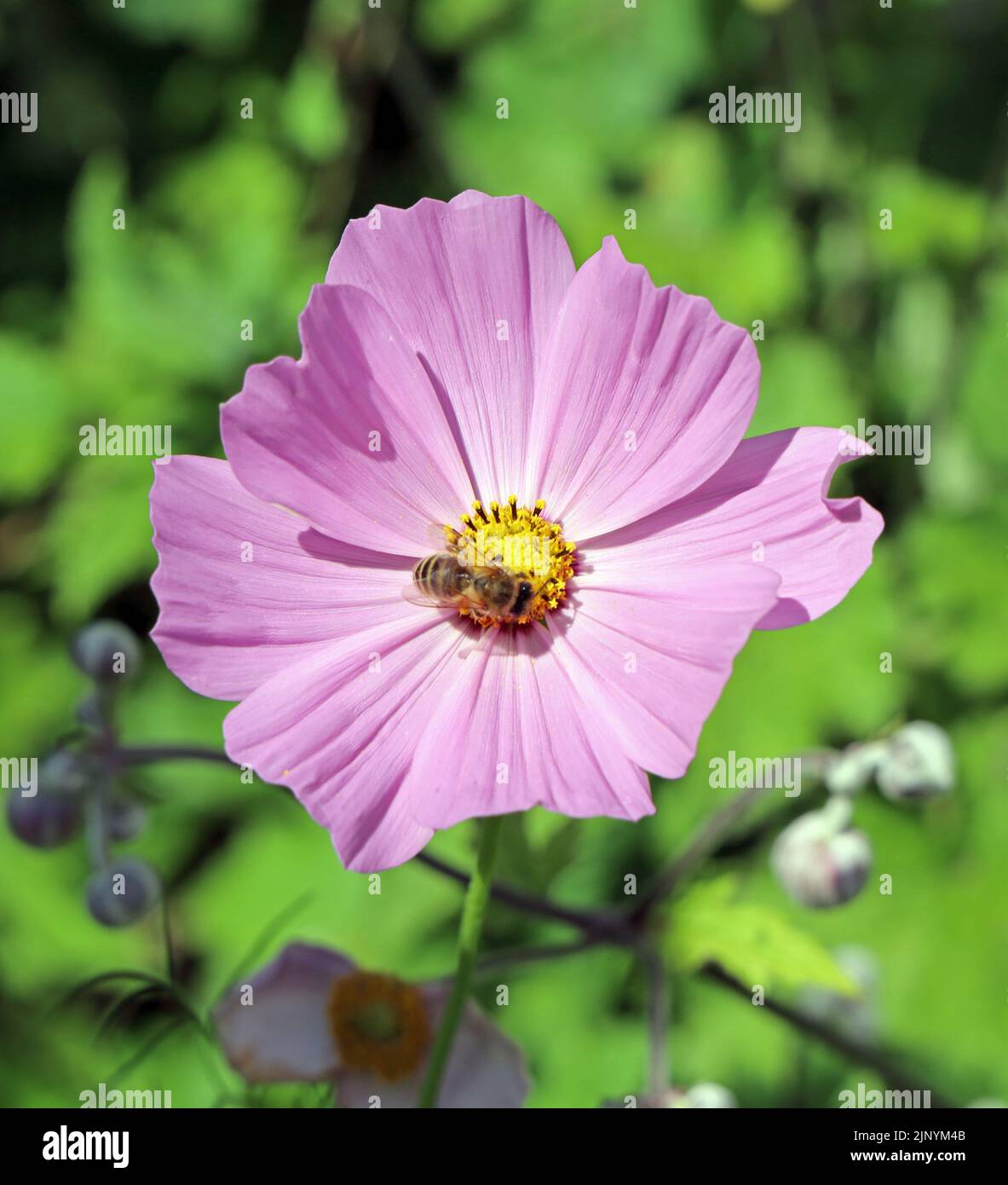 Pink flower with bee in herbaceous border. Castle grounds / Bute Park ...