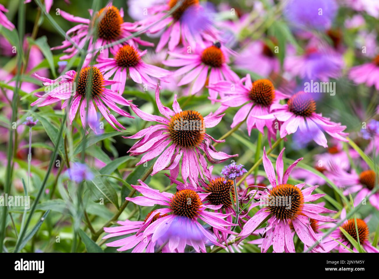 Flowers which are commonly called coneflowers (Echinacea). The pale ...