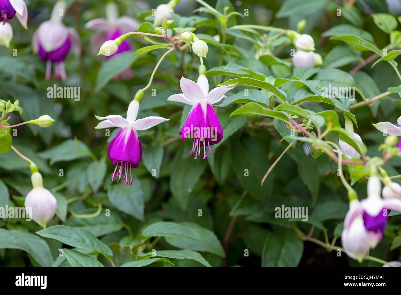 Fuchsia 'Paloma' (Fuchsia 'Paloma') flowering plants that consists ...