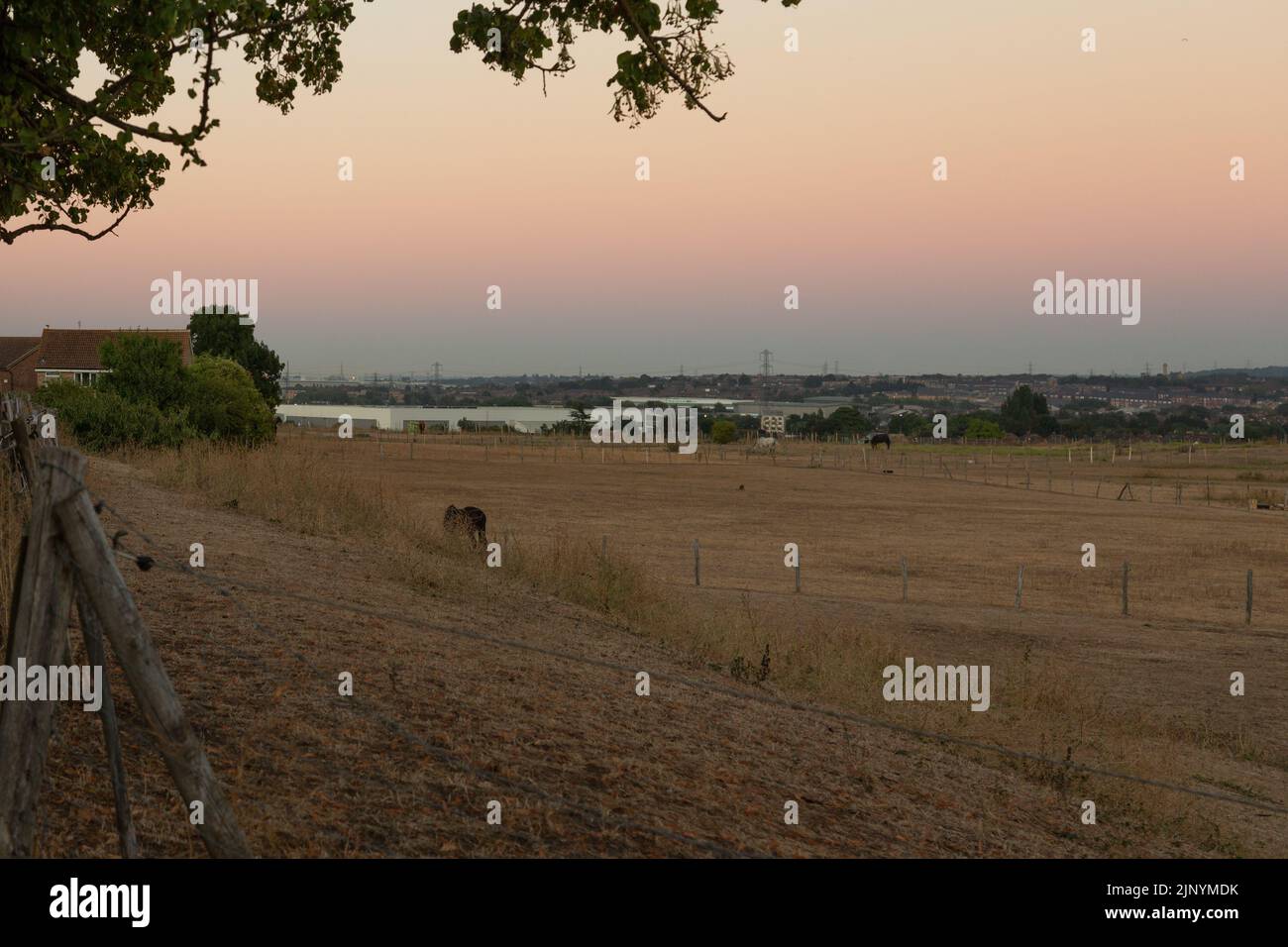 A serene rural landscape at dusk, with open fields and grazing animals ...