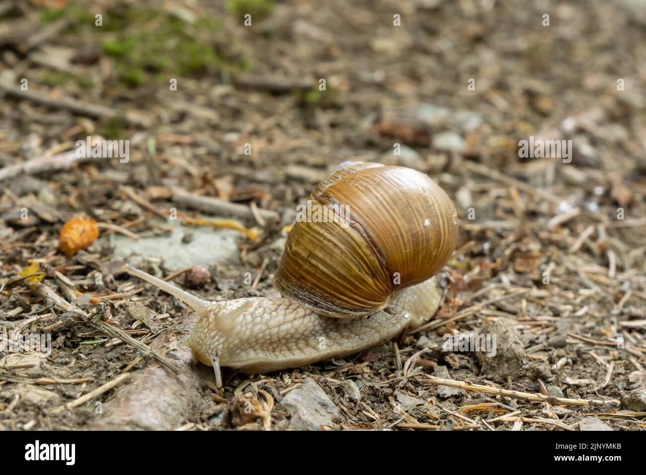 Roman snail (Helix pomatia) crawling on sandy ground in the forest ...