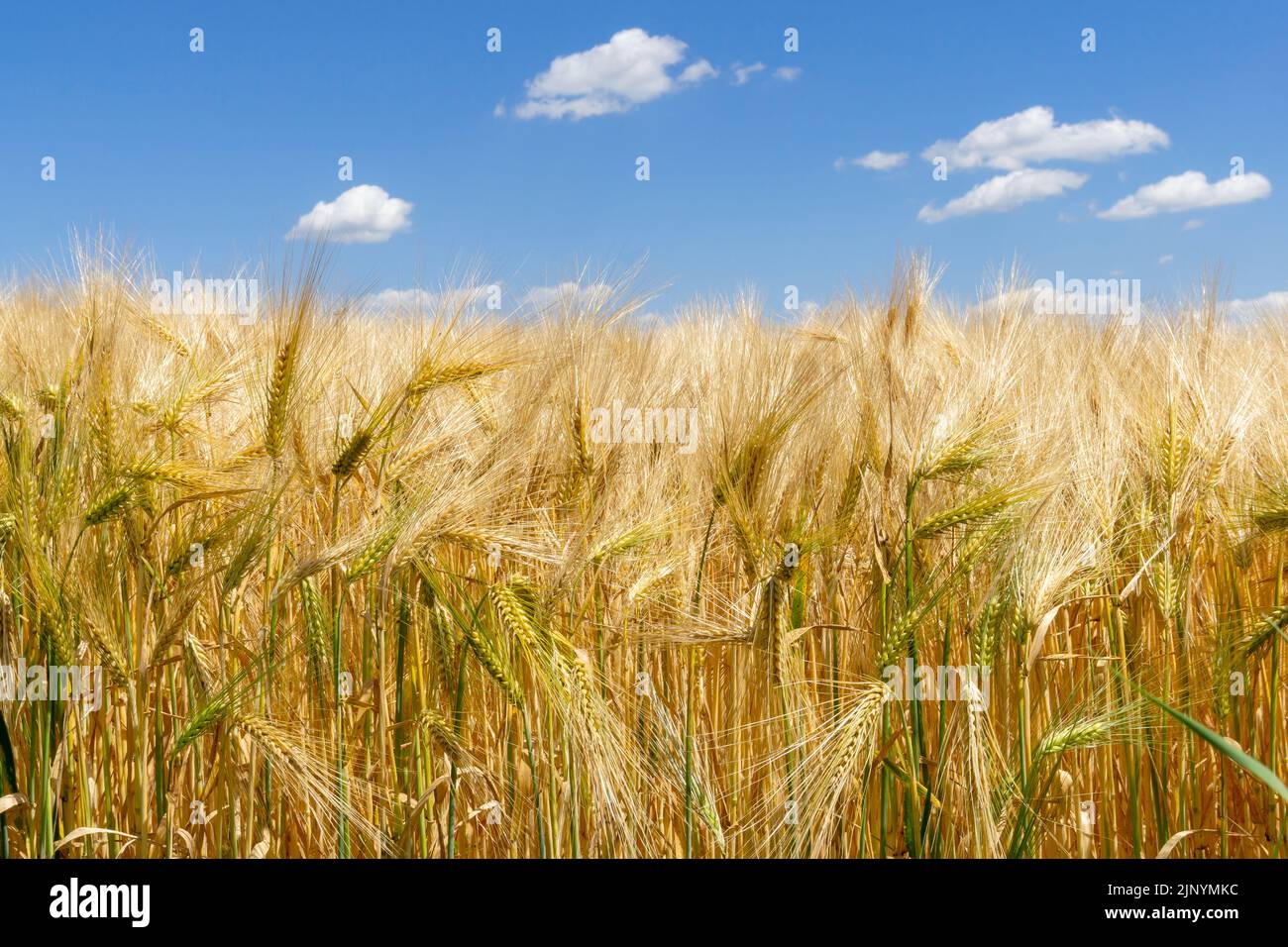 Ears grain field barley hi-res stock photography and images - Alamy
