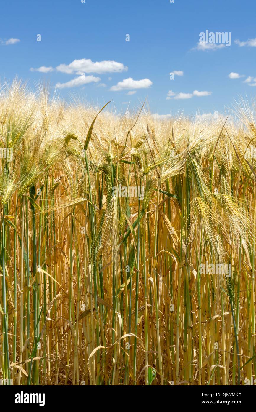 Stalks and ears of grain in golden barley field under blue sky Stock ...
