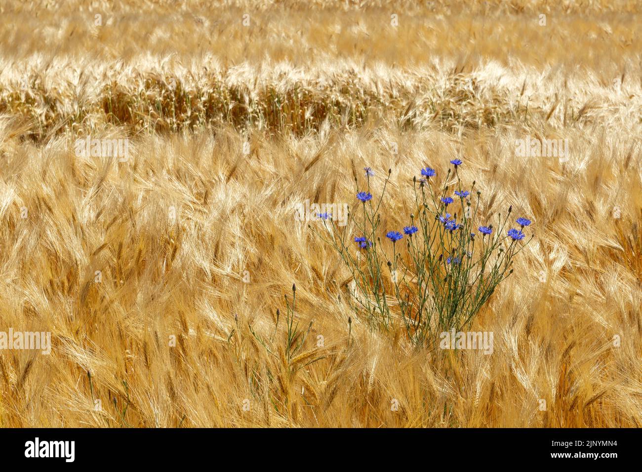 Cornflower bush growing as weed in barley field in June, golden ...