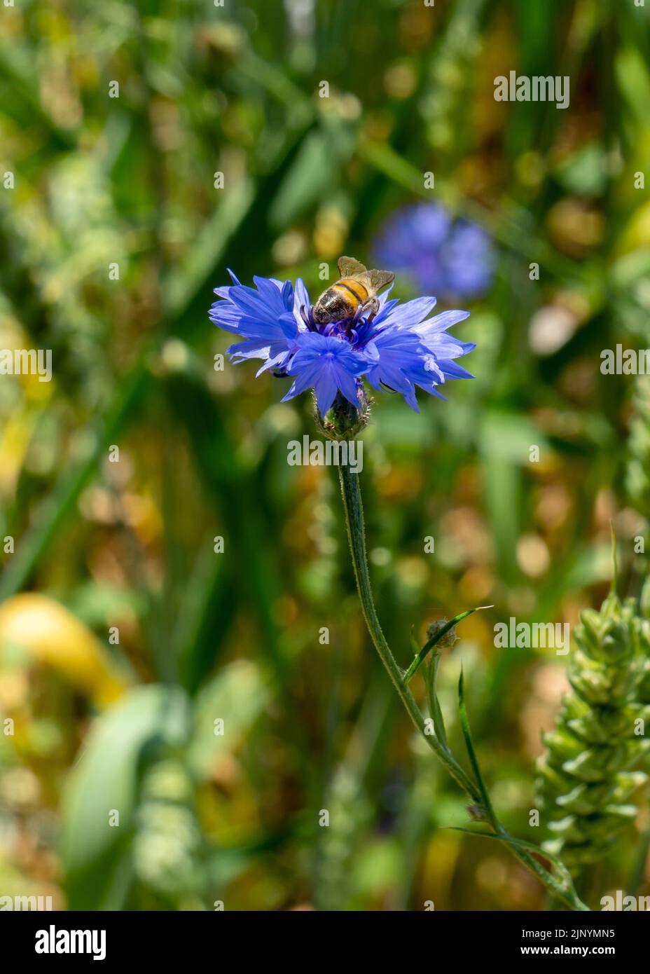 Wheat pollination hi-res stock photography and images - Alamy