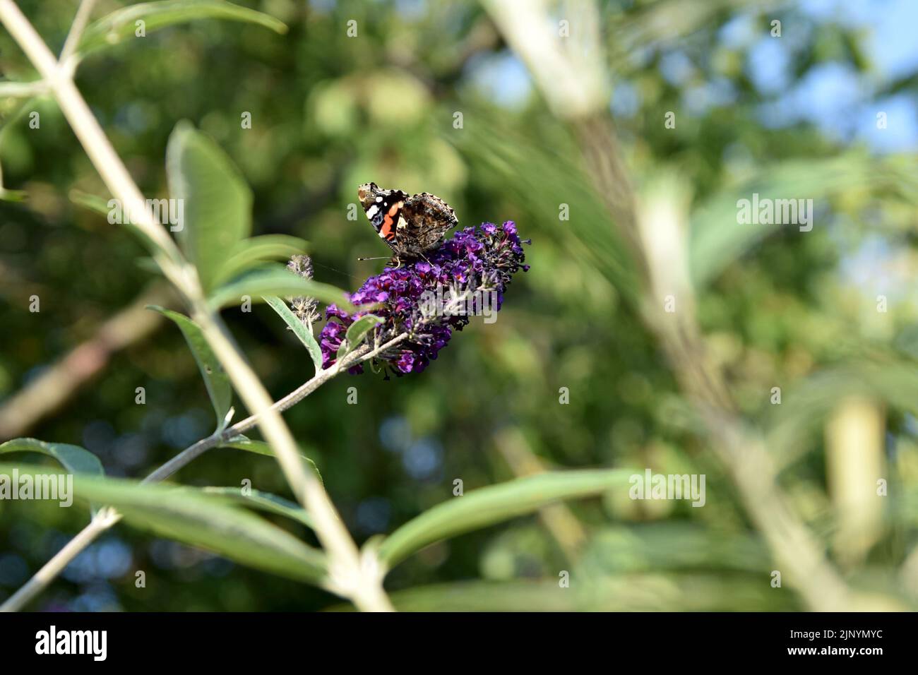 Butterfly buddleia wings insect hi-res stock photography and images - Alamy