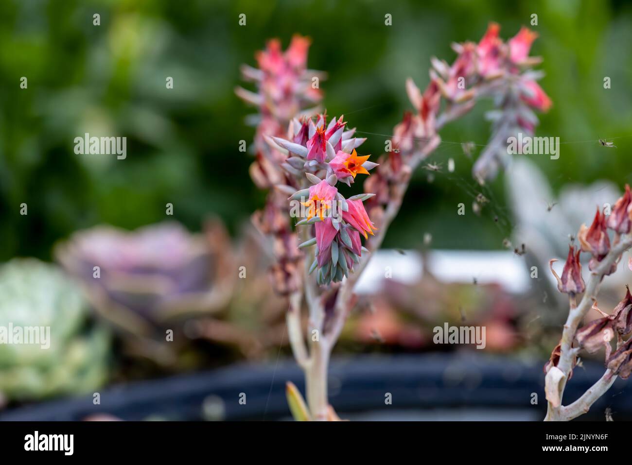 Mexico orange house plants hi-res stock photography and images - Alamy