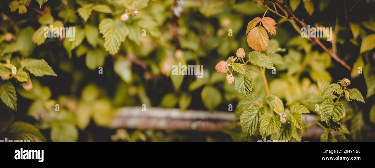 Garden fruit raspberry bushes. Beautiful natural countryside landscape ...