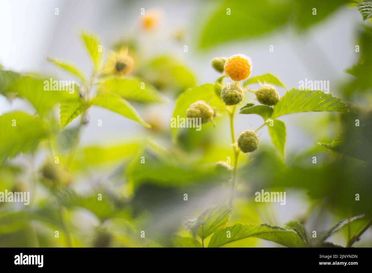 Garden fruit raspberry bushes. Beautiful natural countryside landscape ...