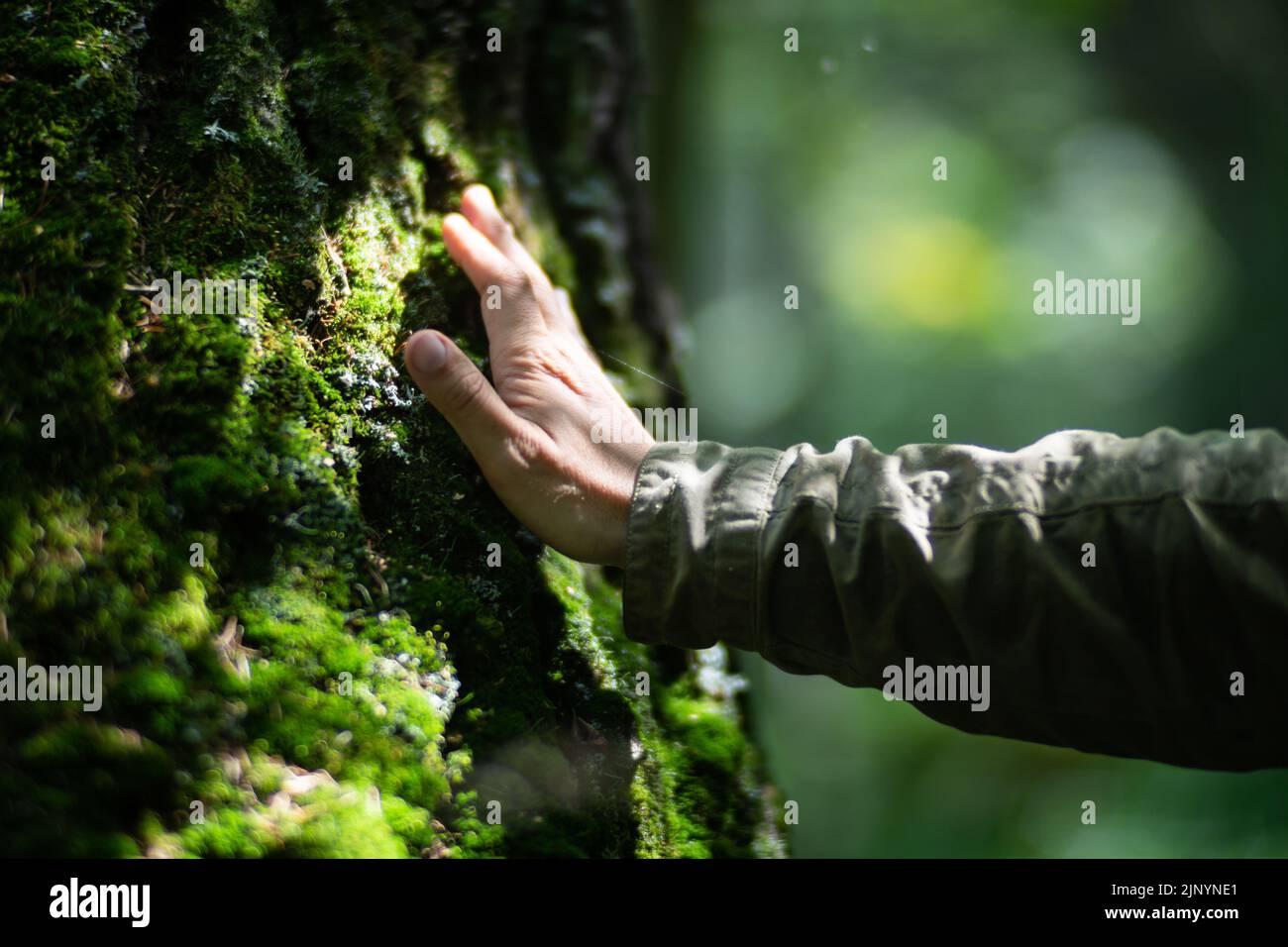 Man hand touch the tree trunk close-up. Bark wood.Caring for the ...