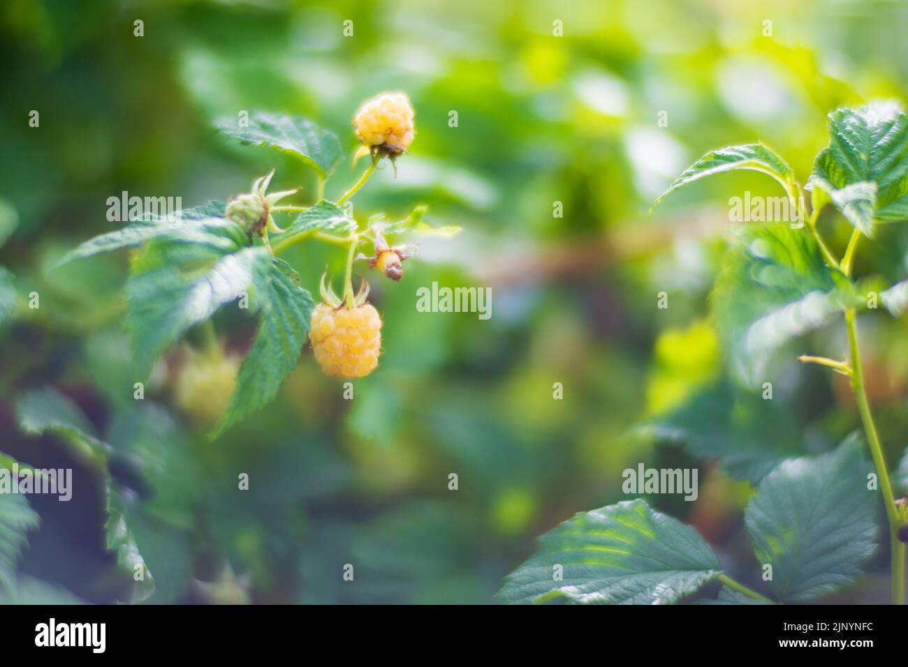 Garden fruit raspberry bushes. Beautiful natural countryside landscape ...