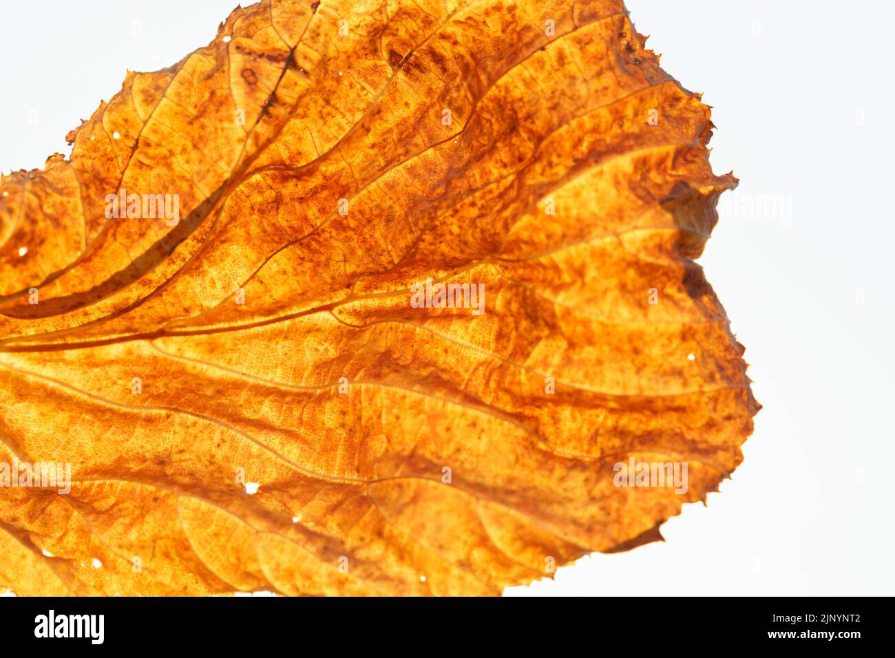 Dark brown texture of a tree leaf to the light. Backgrounds and texture ...