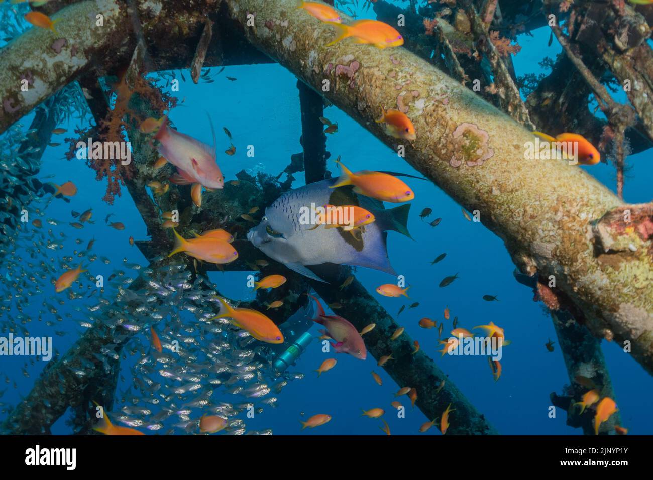 Fish swimming in the Red Sea, colorful fish, Eilat Israel Stock Photo ...