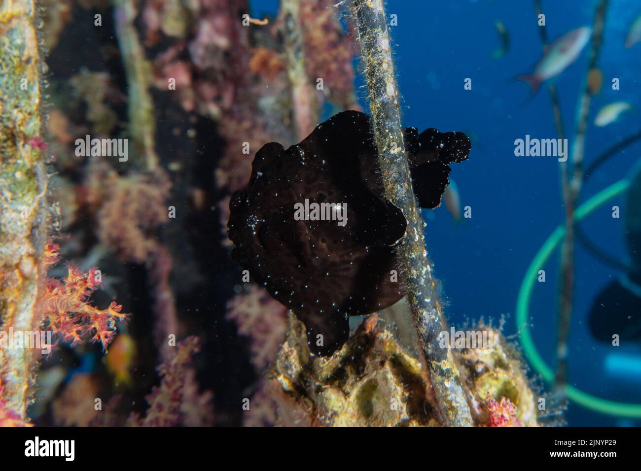 Fish swimming in the Red Sea, colorful fish, Eilat Israel Stock Photo ...