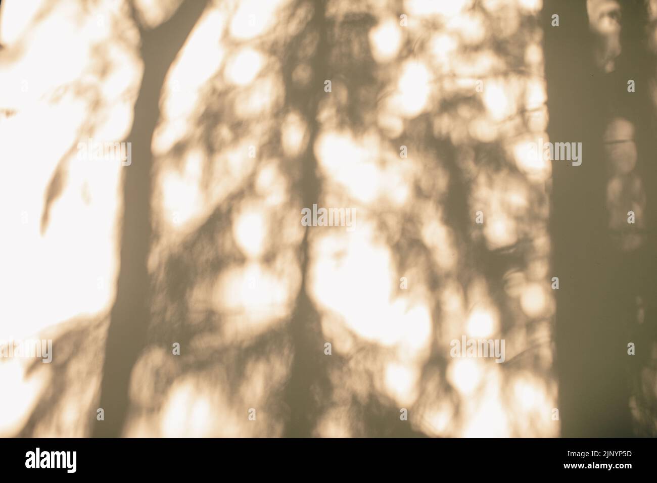 Shadows from trees on a plastered wall Stock Photo - Alamy