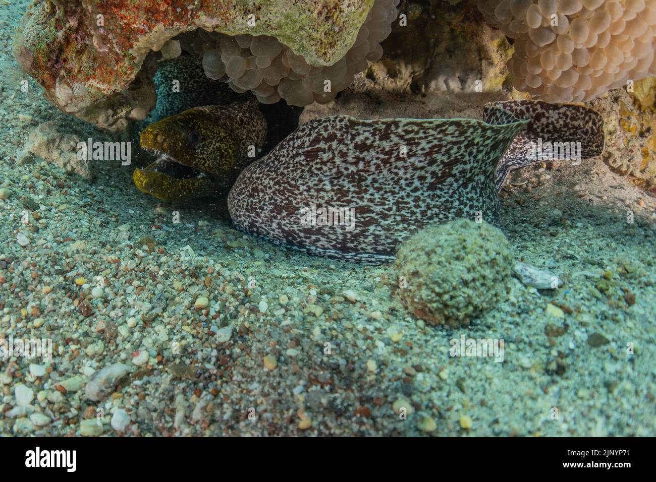 Moray eel Mooray lycodontis undulatus in the Red Sea, Eilat Israel ...