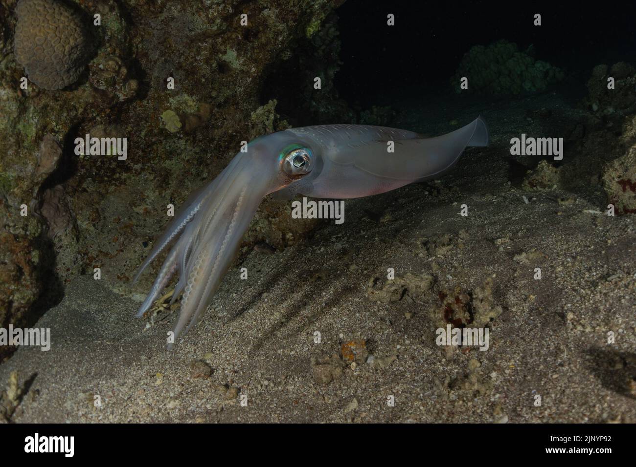 Squid in the Red Sea Colorful and beautiful, Eilat Israel Stock Photo ...