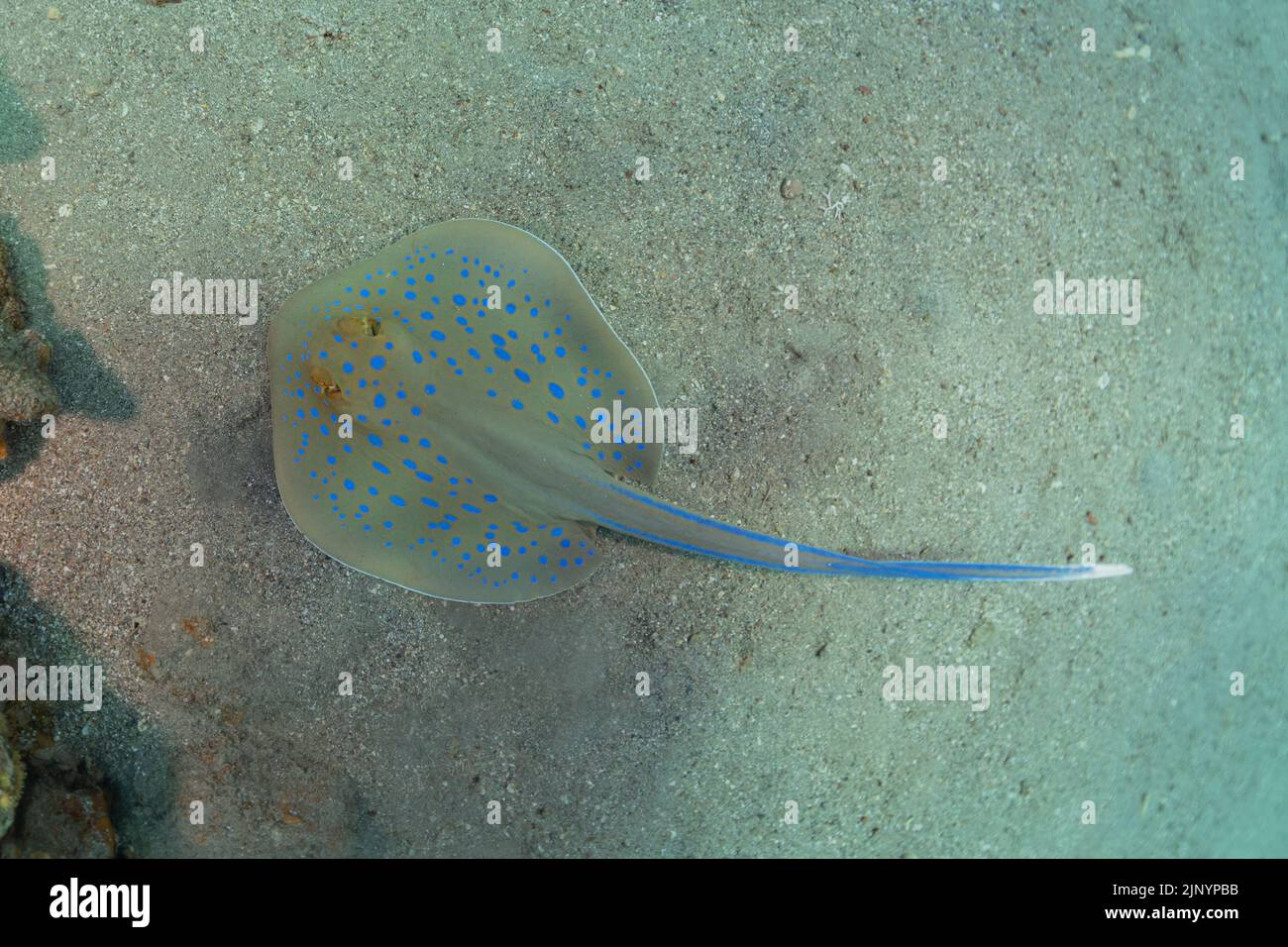Blue-spotted stingray On the seabed in the Red Sea Stock Photo - Alamy