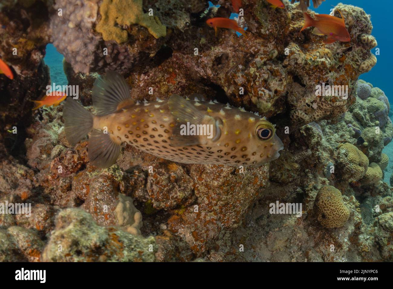 Fish swimming in the Red Sea, colorful fish, Eilat Israel Stock Photo ...