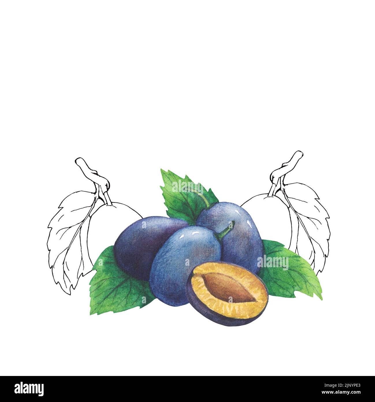 Hand drawn watercolor plum and leaves isolated on white background ...