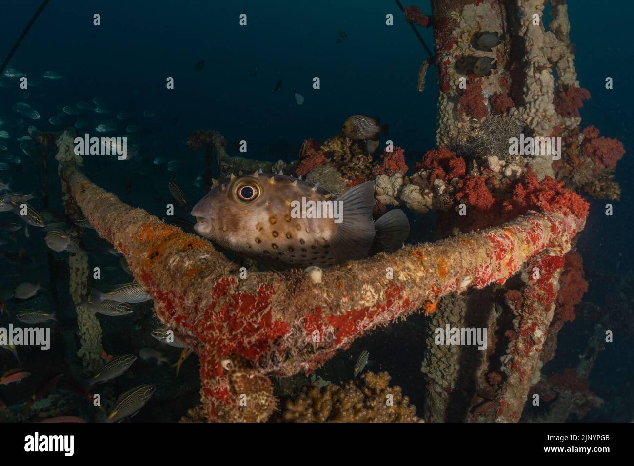 Fish swimming in the Red Sea, colorful fish, Eilat Israel Stock Photo ...