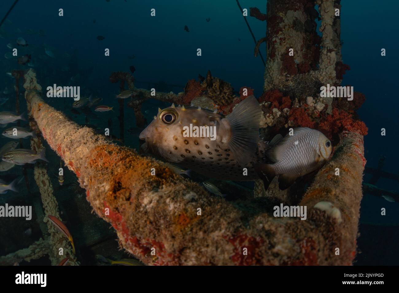 Fish swimming in the Red Sea, colorful fish, Eilat Israel Stock Photo ...