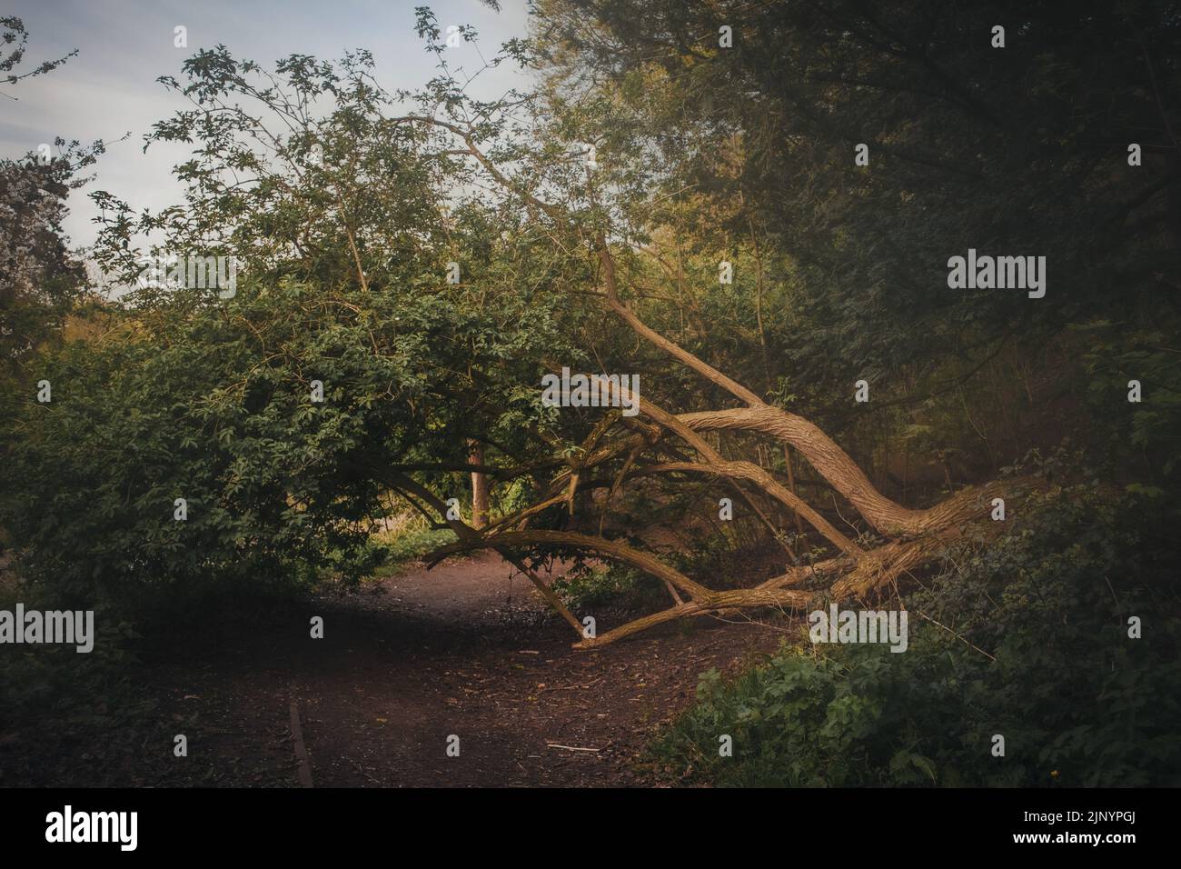 Leaning trees road hi-res stock photography and images - Alamy