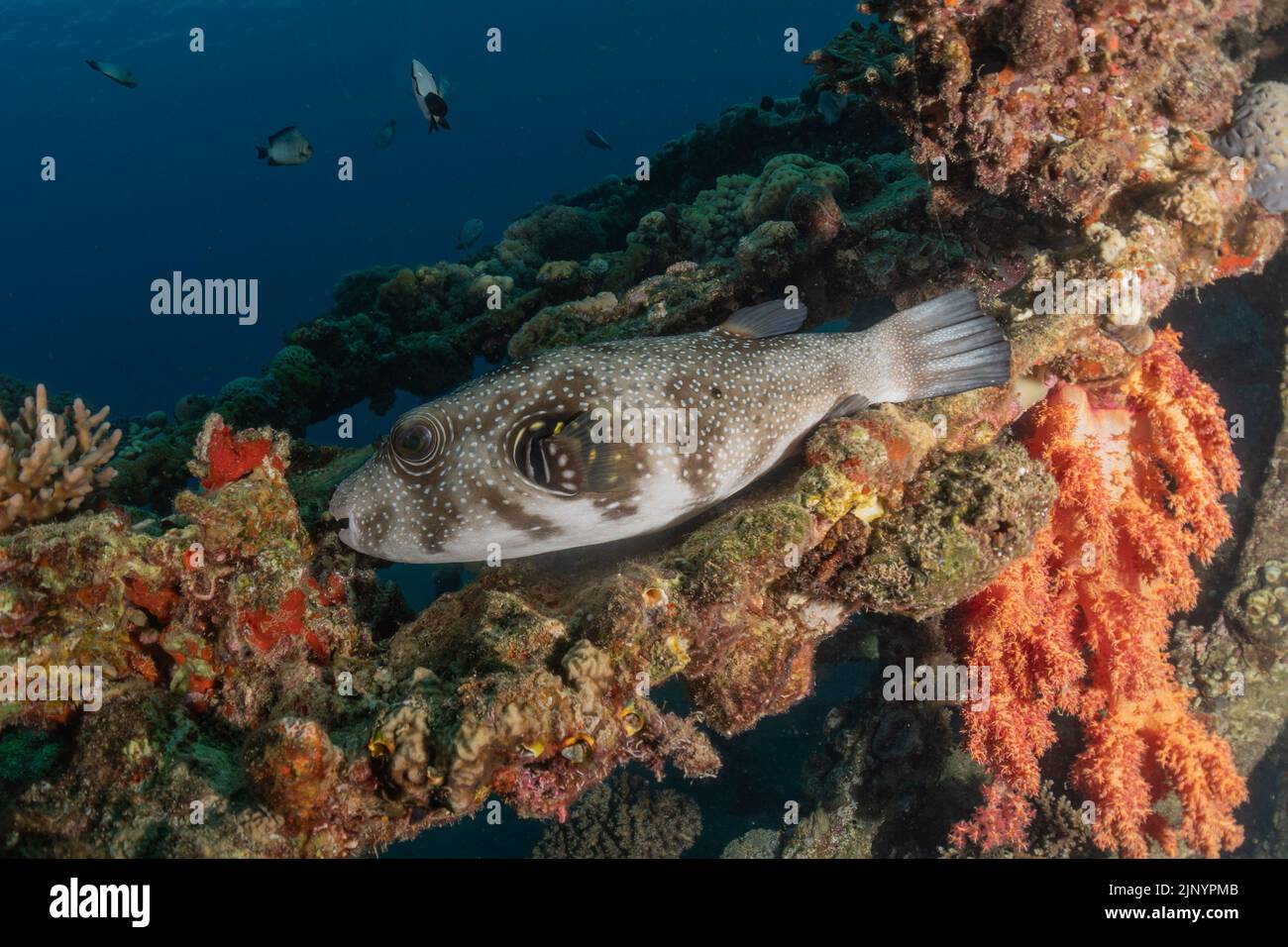 Fish swimming in the Red Sea, colorful fish, Eilat Israel Stock Photo ...
