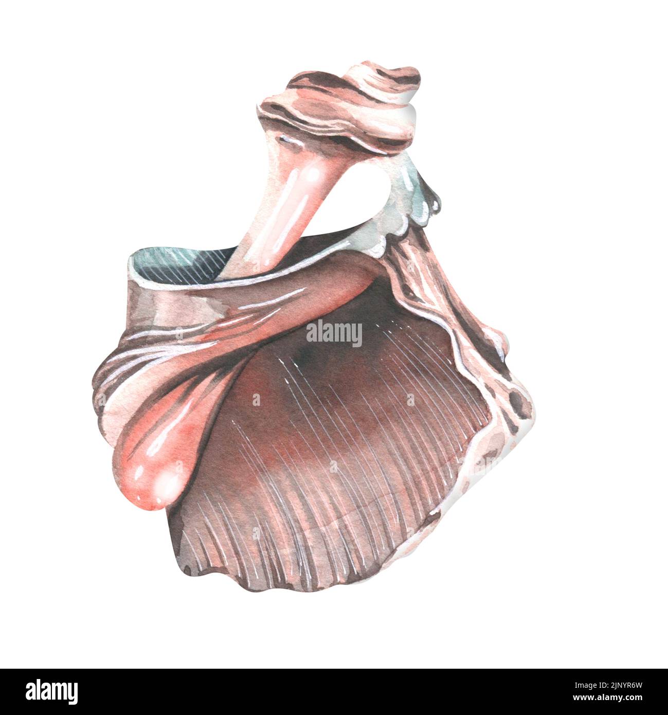 A ruined, broken seashell. Watercolor illustration. An isolated object ...