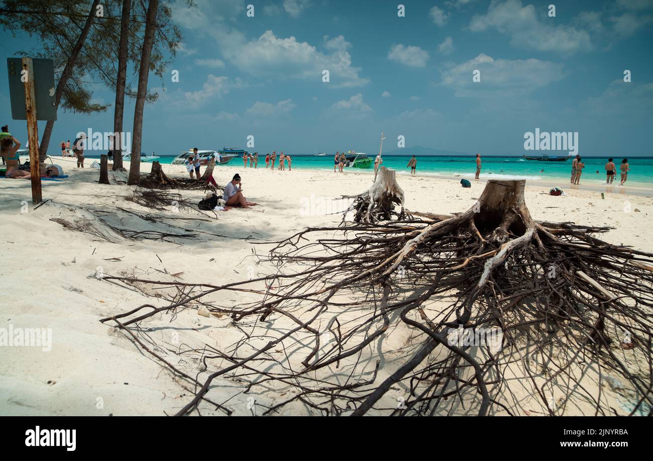 Destroyed trees in Tusunami on the touristic island of Bamboo. Tourists ...