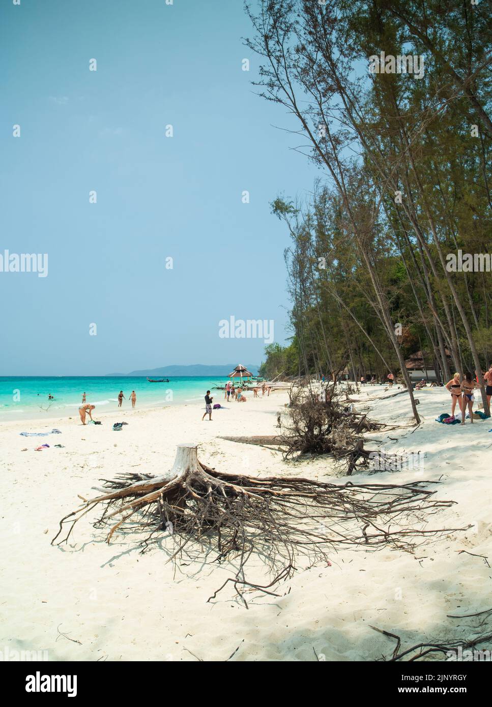 Destroyed trees in Tusunami on the touristic island of Bamboo. Tourists ...