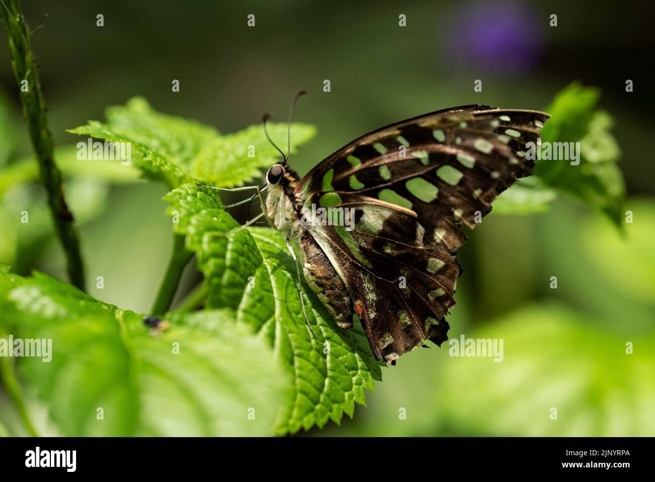 Tail jay butterfly hi-res stock photography and images - Alamy