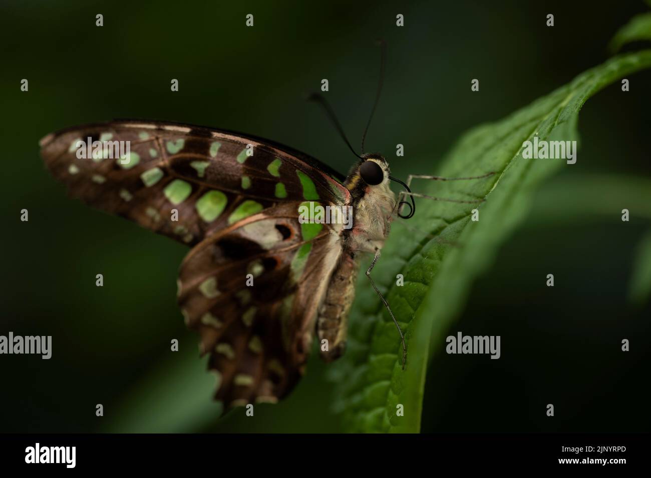 Tail jay butterfly hi-res stock photography and images - Alamy