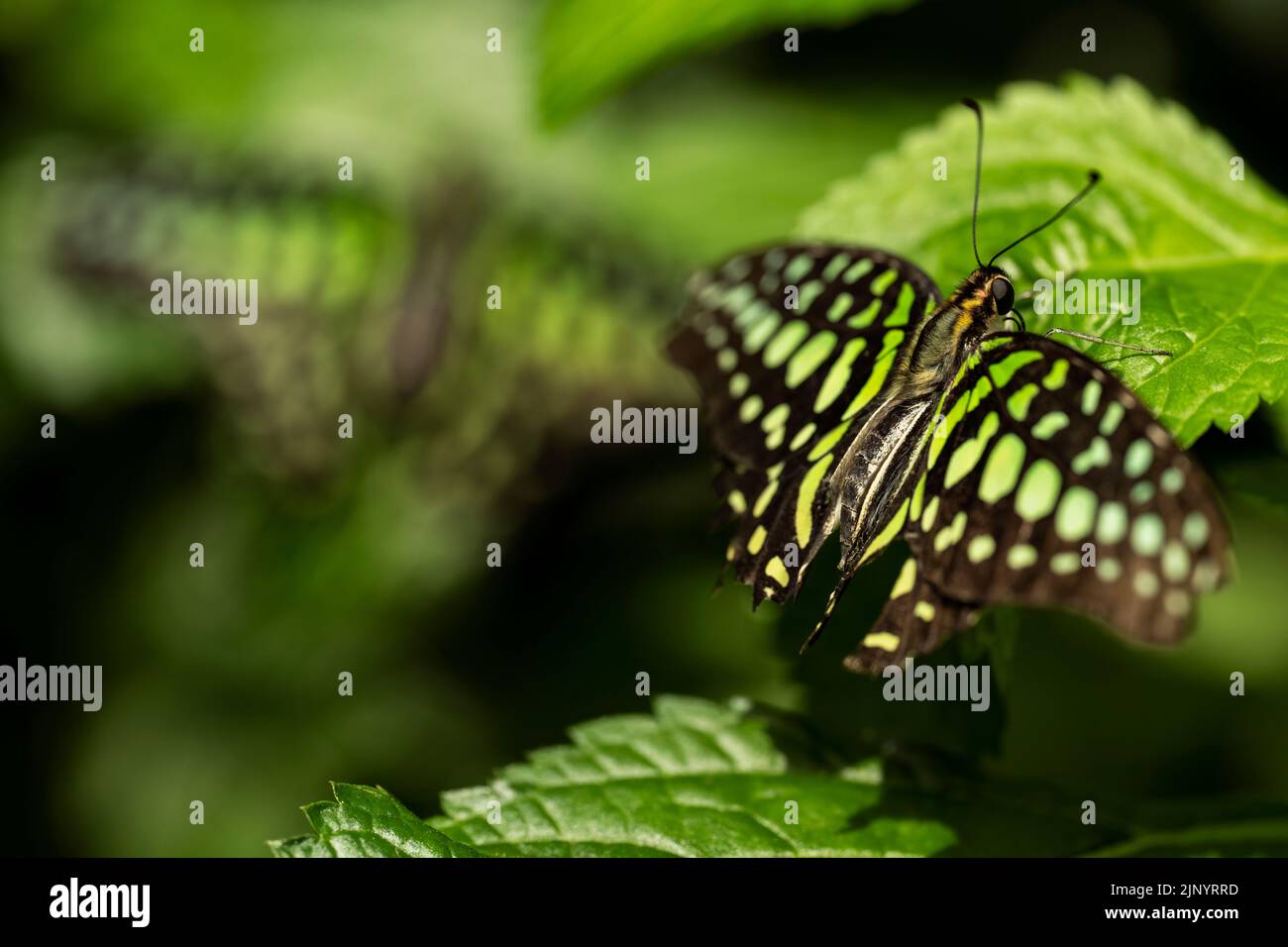 Tail jay butterfly hi-res stock photography and images - Alamy