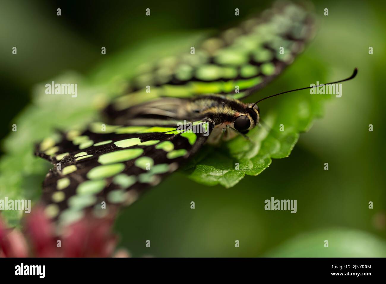Tail jay butterfly hi-res stock photography and images - Alamy