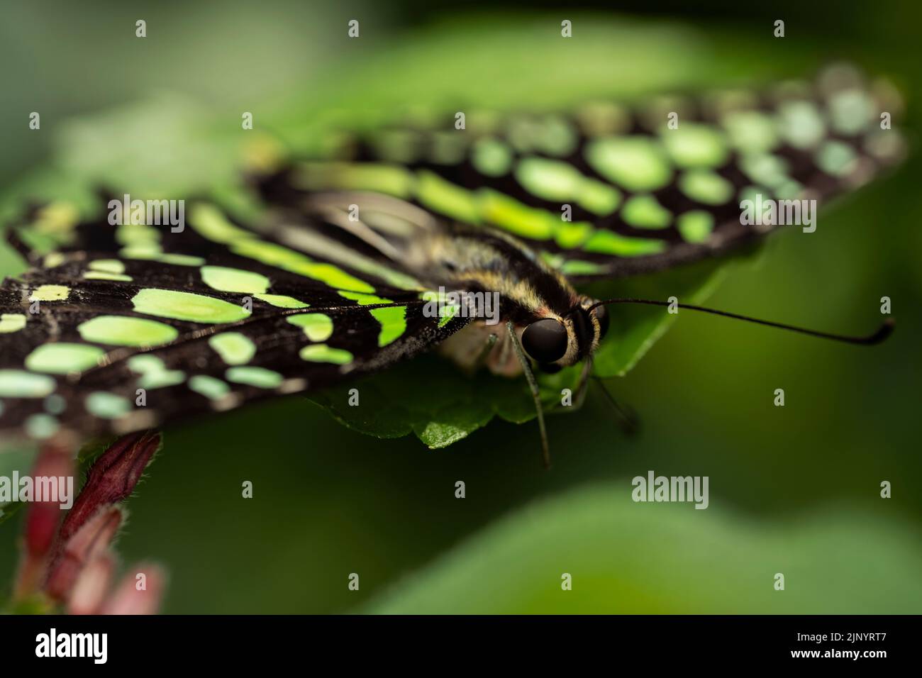 Tail jay butterfly hi-res stock photography and images - Alamy