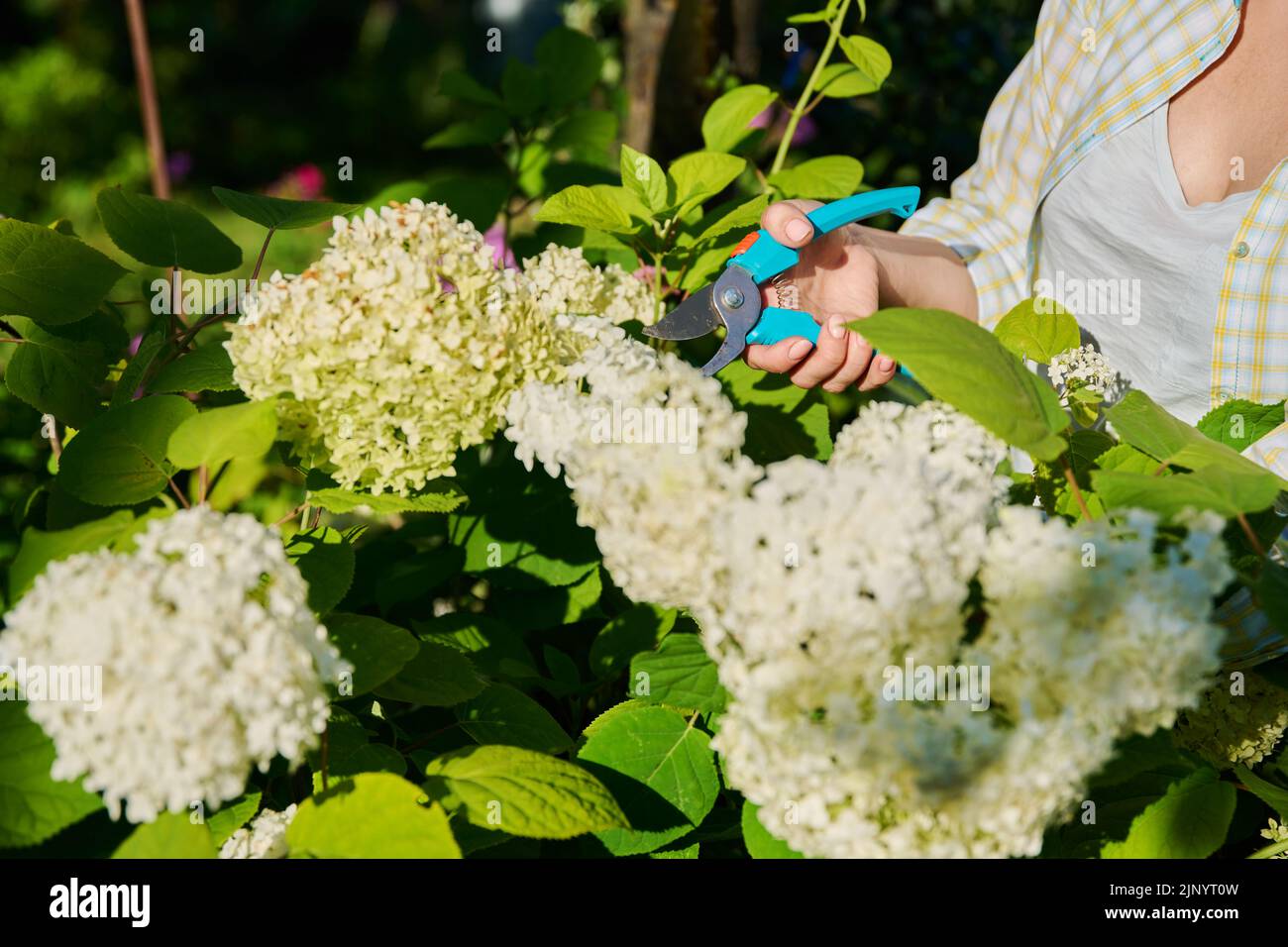 Woman with secateurs cutting flowers of white hydrangea Stock Photo - Alamy