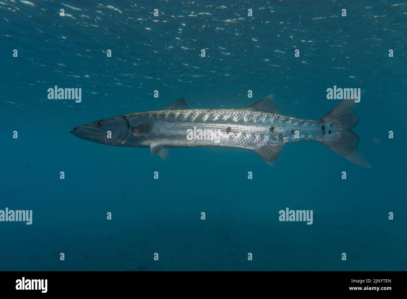 Fish swimming in the Red Sea, colorful fish, Eilat Israel Stock Photo ...