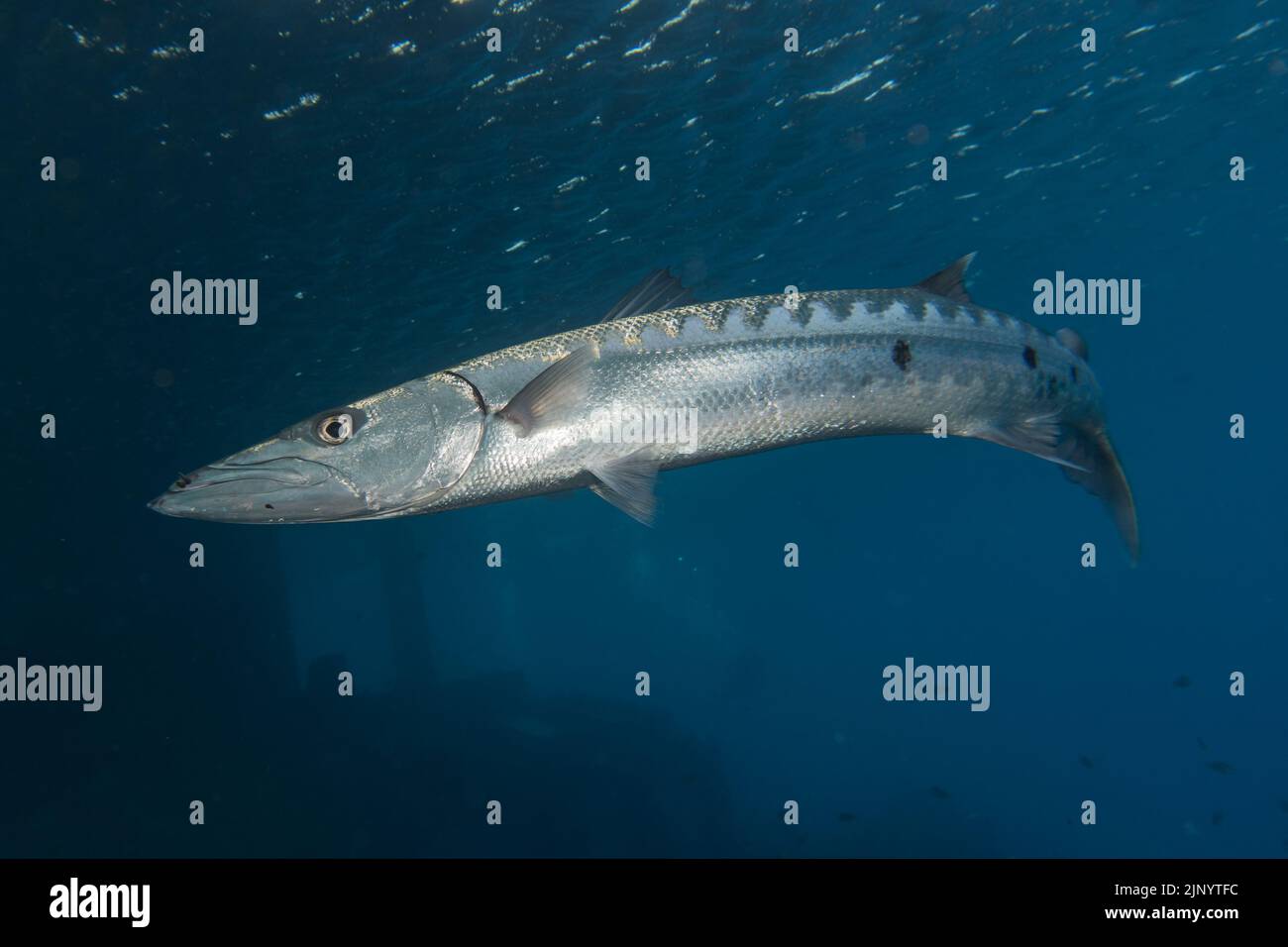 Fish swimming in the Red Sea, colorful fish, Eilat Israel Stock Photo ...