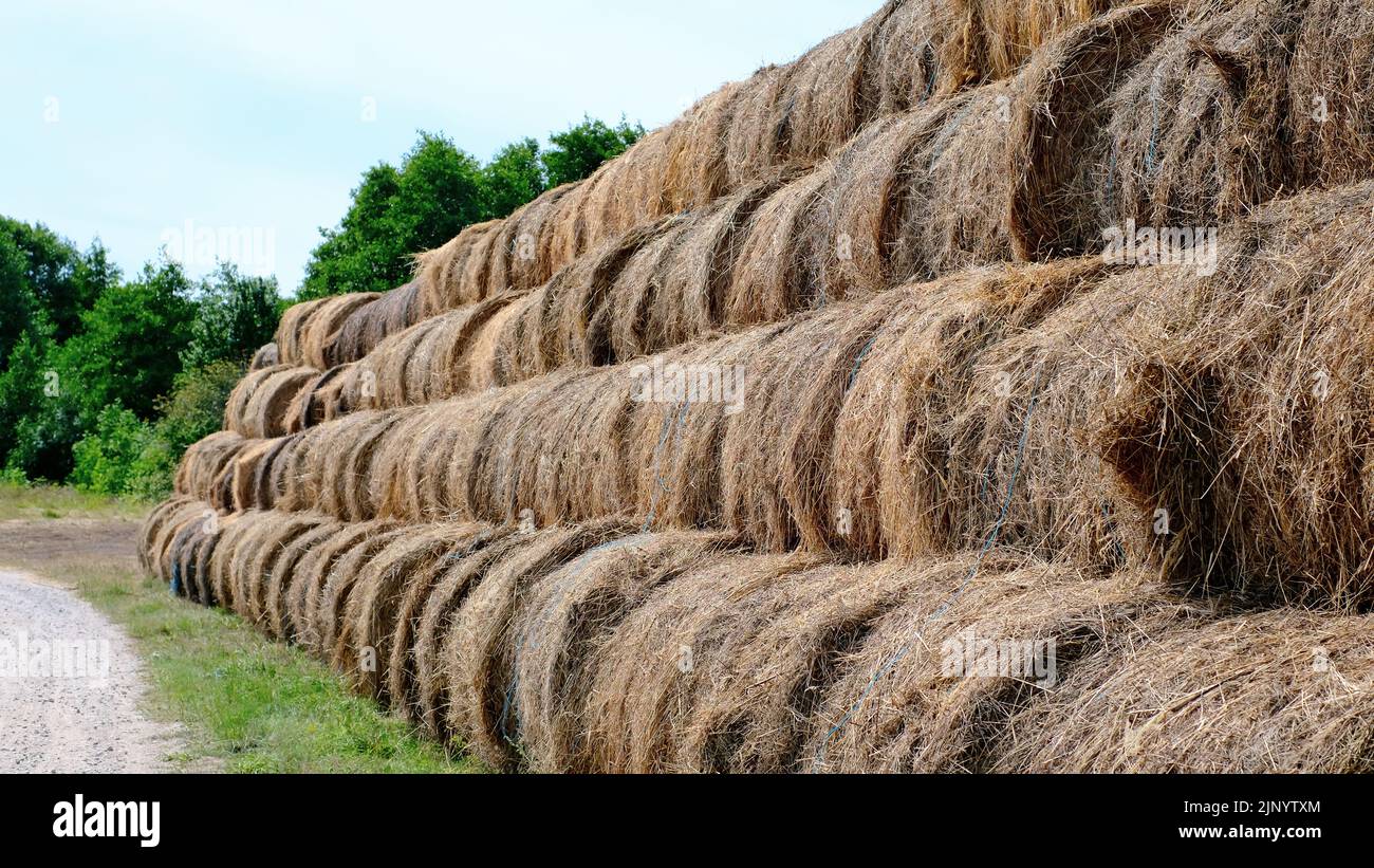 Hay in a bale in a sunny day. Food product for farm animals, farming ...