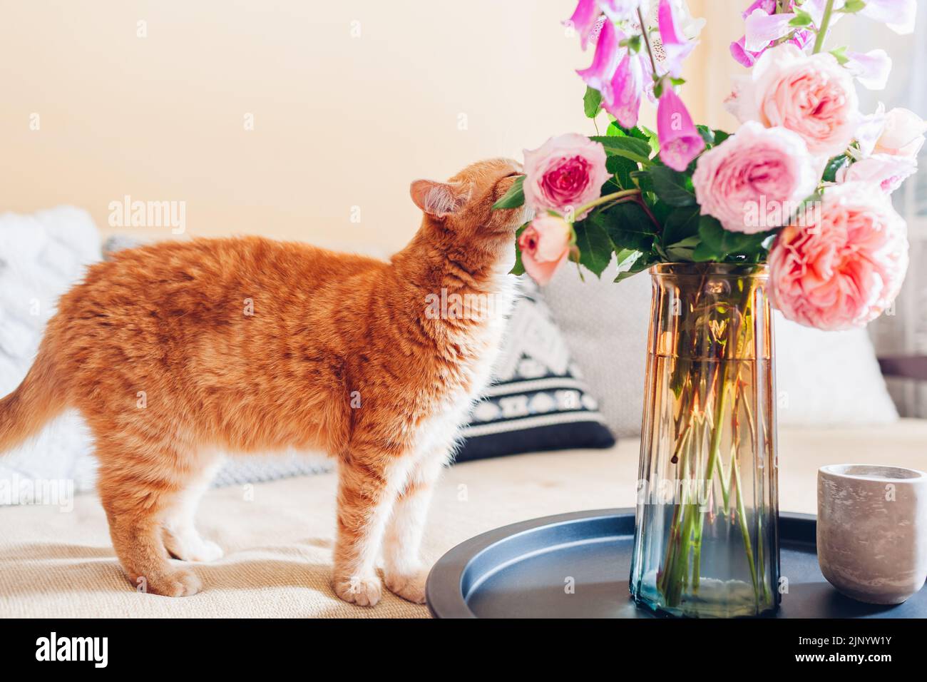Smelling cat home hi-res stock photography and images - Alamy