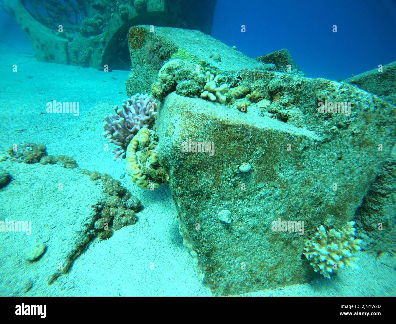 Coral reef and water plants in the Red Sea, Eilat Israel Stock Photo ...