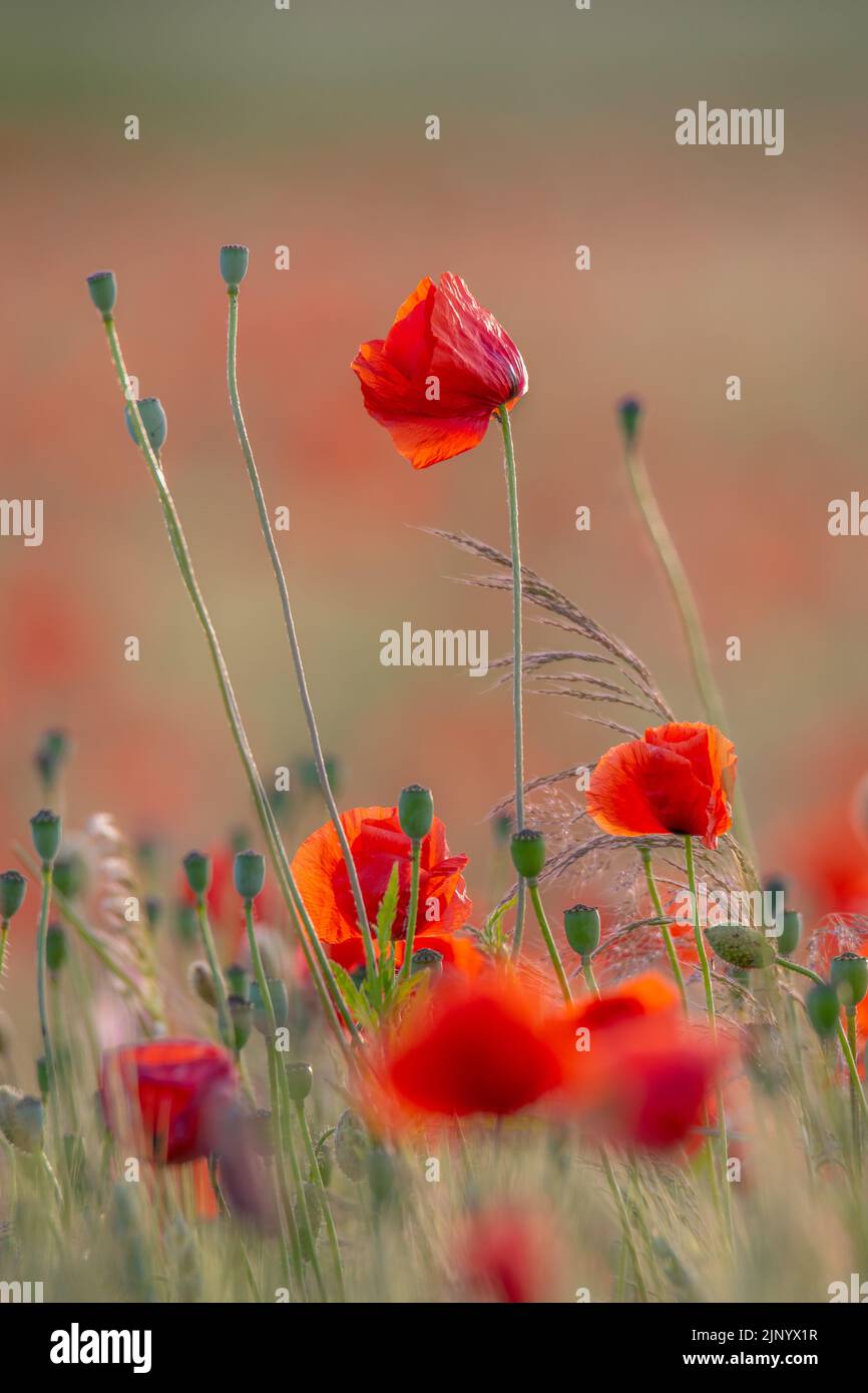 Poppy sprouts hi-res stock photography and images - Alamy