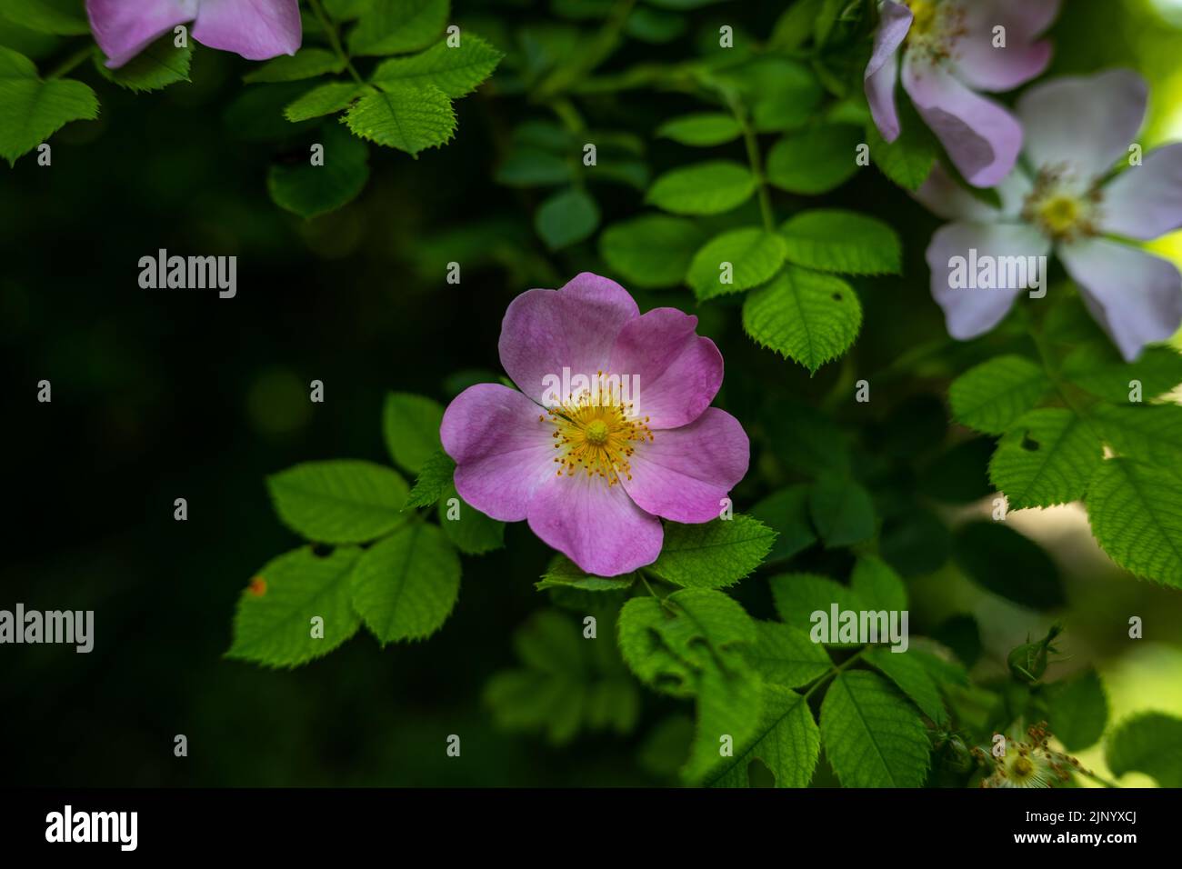 Heather garden in summer hi-res stock photography and images - Alamy